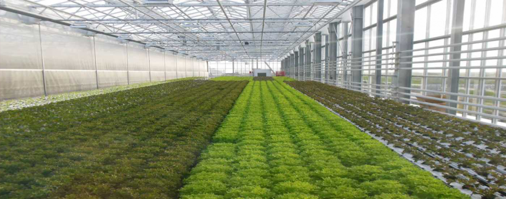 Federal University of Agriculture Zuru gets new VC